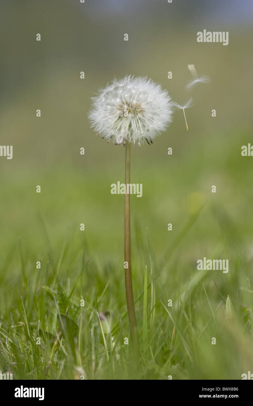 Common Dandelion Dandelions Clock Clocks Taraxacum officinalis Close up ...
