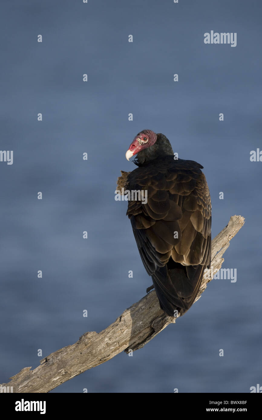 Turkey Vulture (Cathartes aura) adult, perched on branch beside water ...