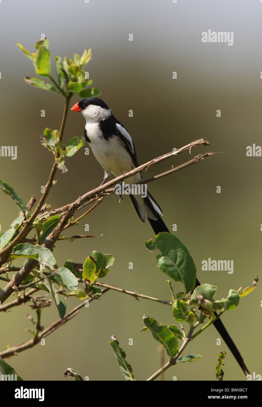 Pin-tailed Whydah (Vidua macroura) adult male, in breeding plumage ...