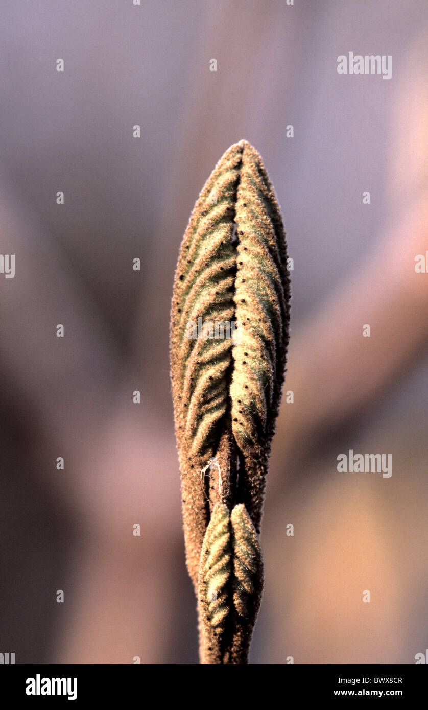 snowball Viburnum opulus plant bush shrub detail bud plant nature Stock ...