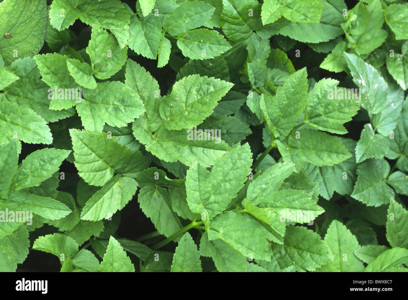Aegopodium podagraria elder ground weed invade invasive natural wild ...