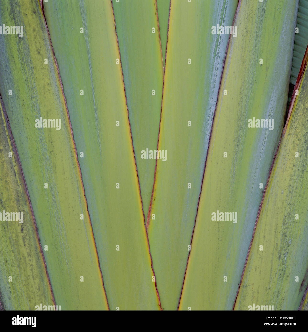 palm details cutting part structure leaf Stock Photo - Alamy