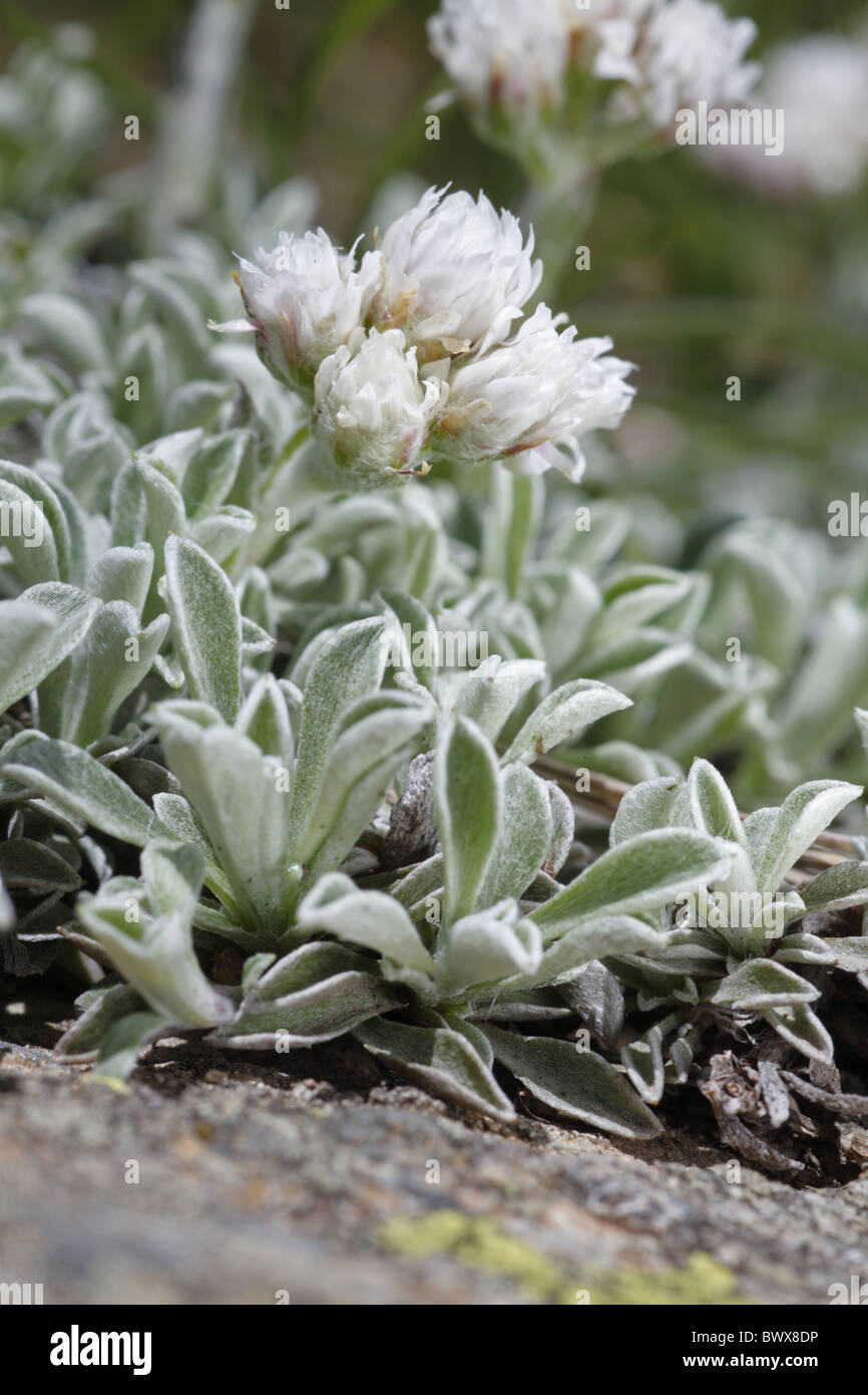 France French Pyrenees nature natural wild wildlife environment ...