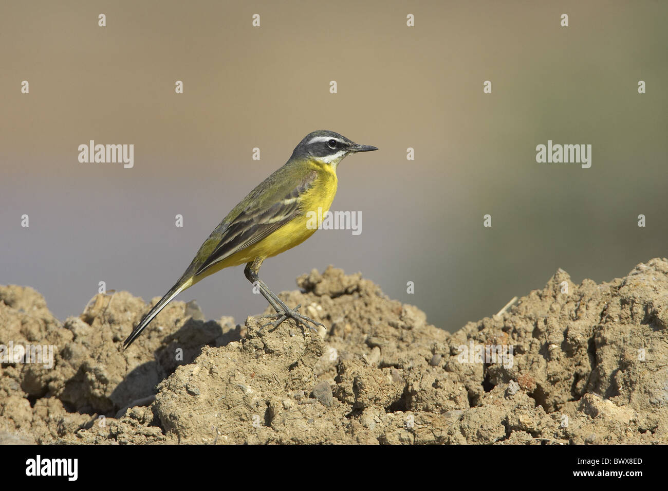Blue headed wagtails hi-res stock photography and images - Alamy