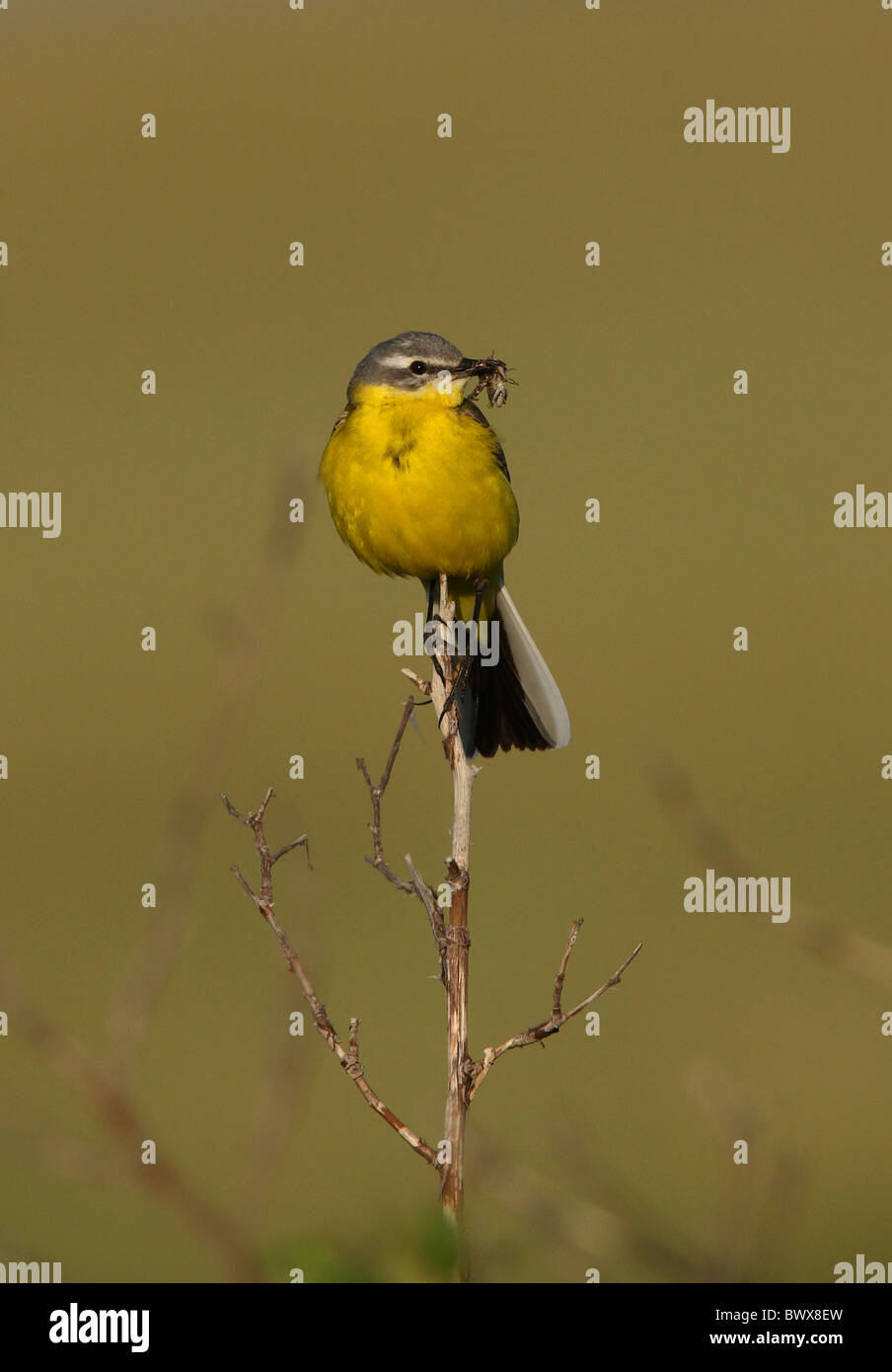 Blue-headed wagtail (Motacilla flava flava) adult male, with insects in ...