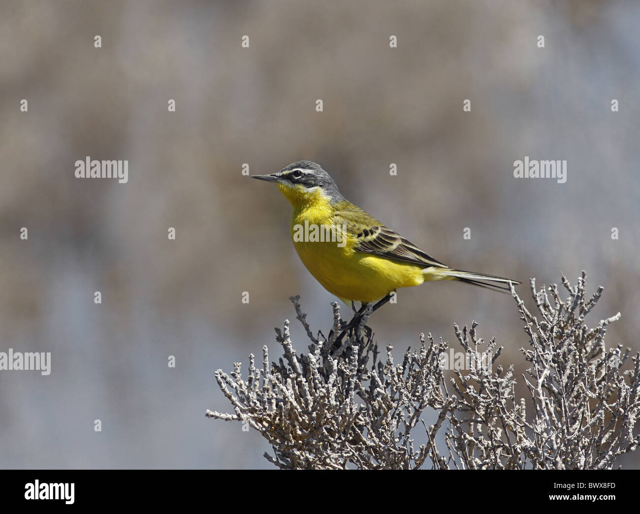 Blue headed wagtail motacilla flava flava adult male hi-res stock photography and images - Alamy