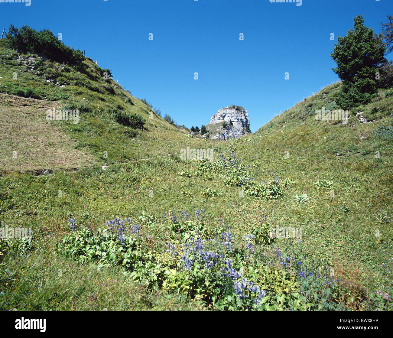 Alpine garden canton Bern Bernese Oberland mountains alpine Alps Eiger ...
