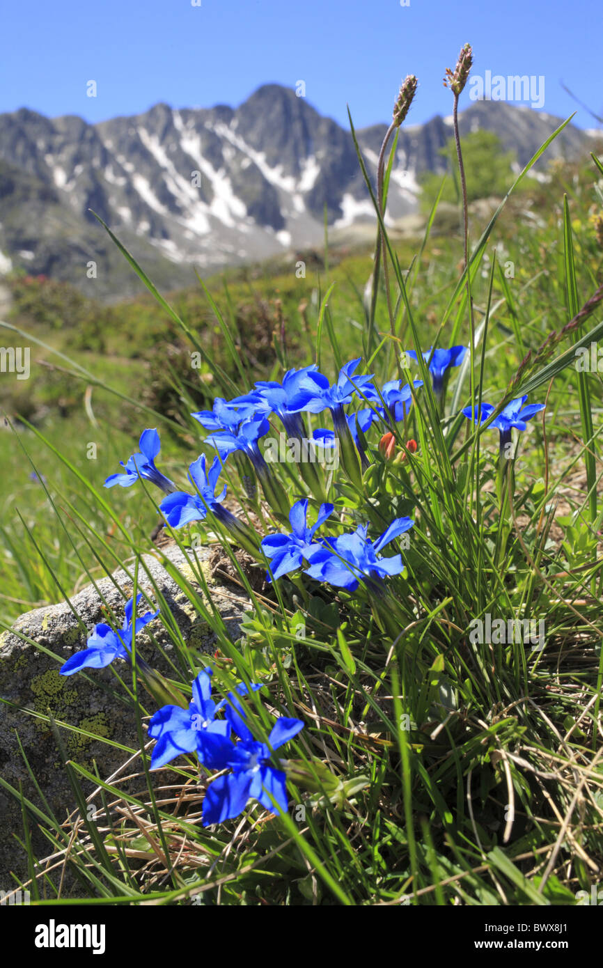 France French Pyrenees natural wild wildlife environment environmental ...