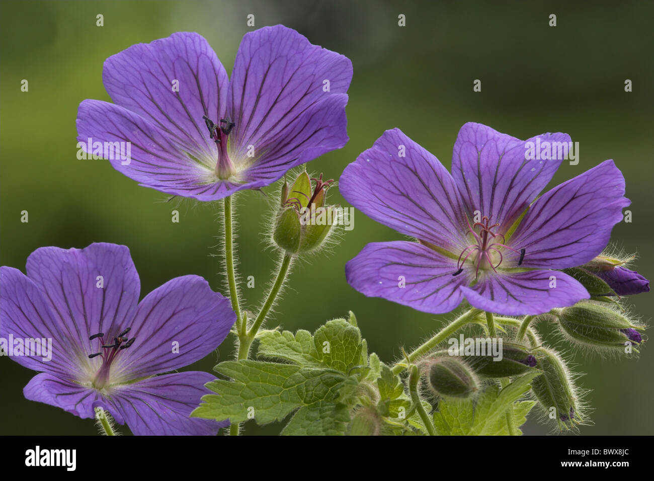 Garden Geranium Geranium sp. close-up flowers Stock Photo - Alamy