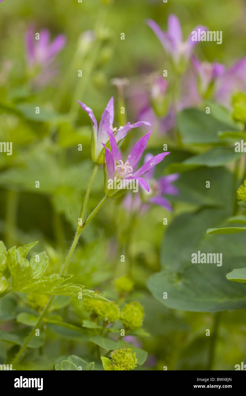 Geraniaceae Perennial Perennials Foliage Pink Cranesbill Geranium ...