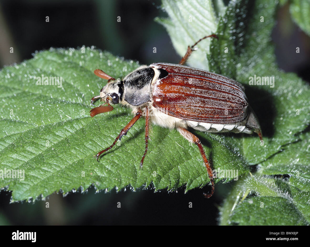 leaf field cockchafer cockchafer melolontha Melolontha close-up insect ...