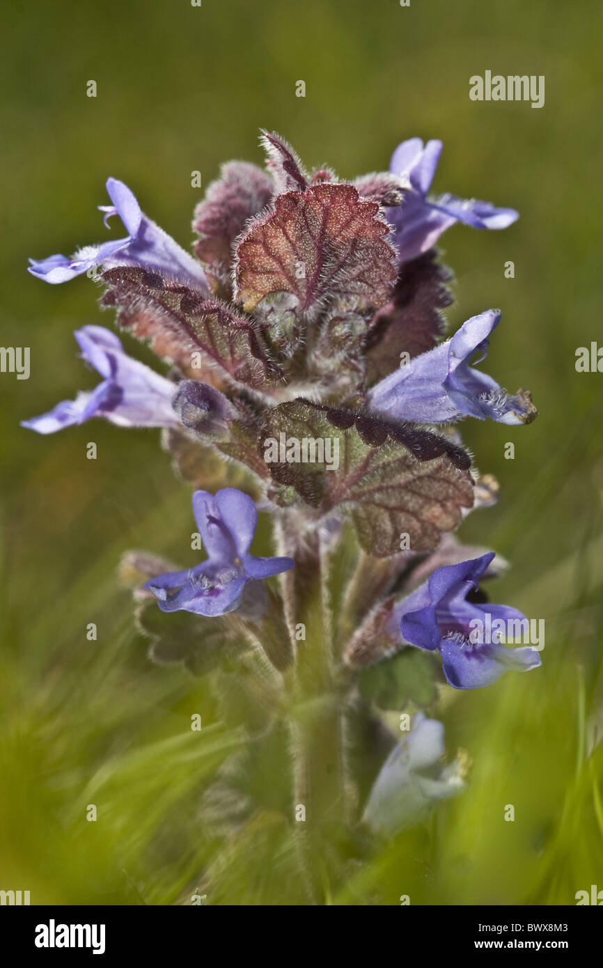 Hereraceae hi-res stock photography and images - Alamy