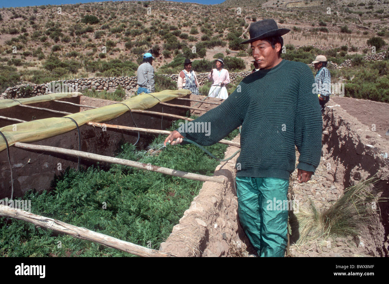 BOLIVIA. FARMING COOPERATIVE WORKERS WATERING VEGETABLES IN THE ANDES ...