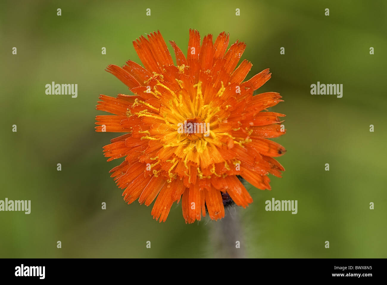 Fox-and-cubs Pilosella aurantiaca Warwickshire close up colour flowers ...