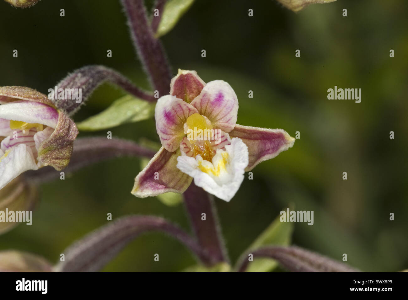 Marsh Helleborine Epipactis palustris close-up Stock Photo - Alamy