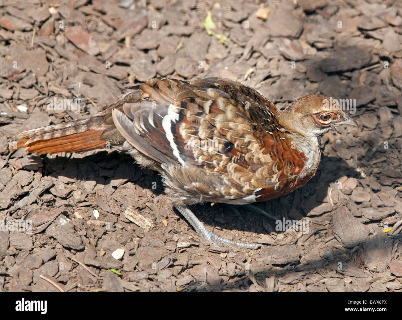 Elliot’s pheasant hi-res stock photography and images - Alamy