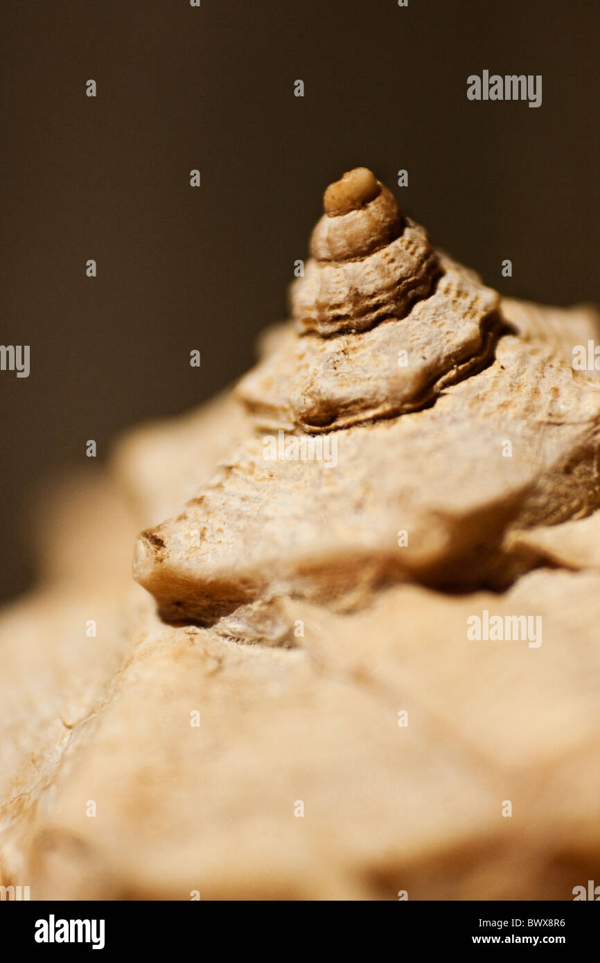 Fossil shell spiral hi-res stock photography and images - Alamy
