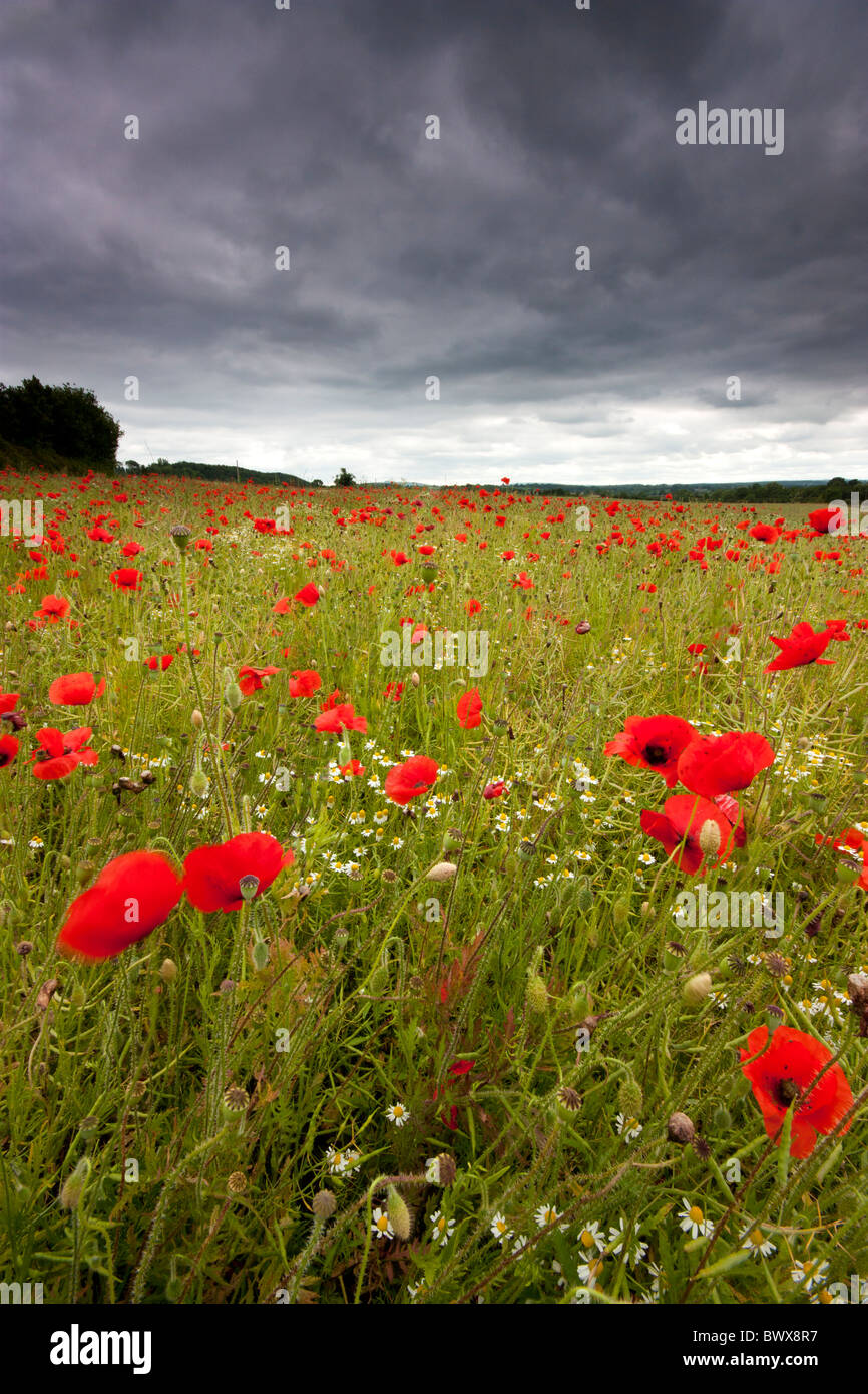 Oil flower hi-res stock photography and images - Alamy