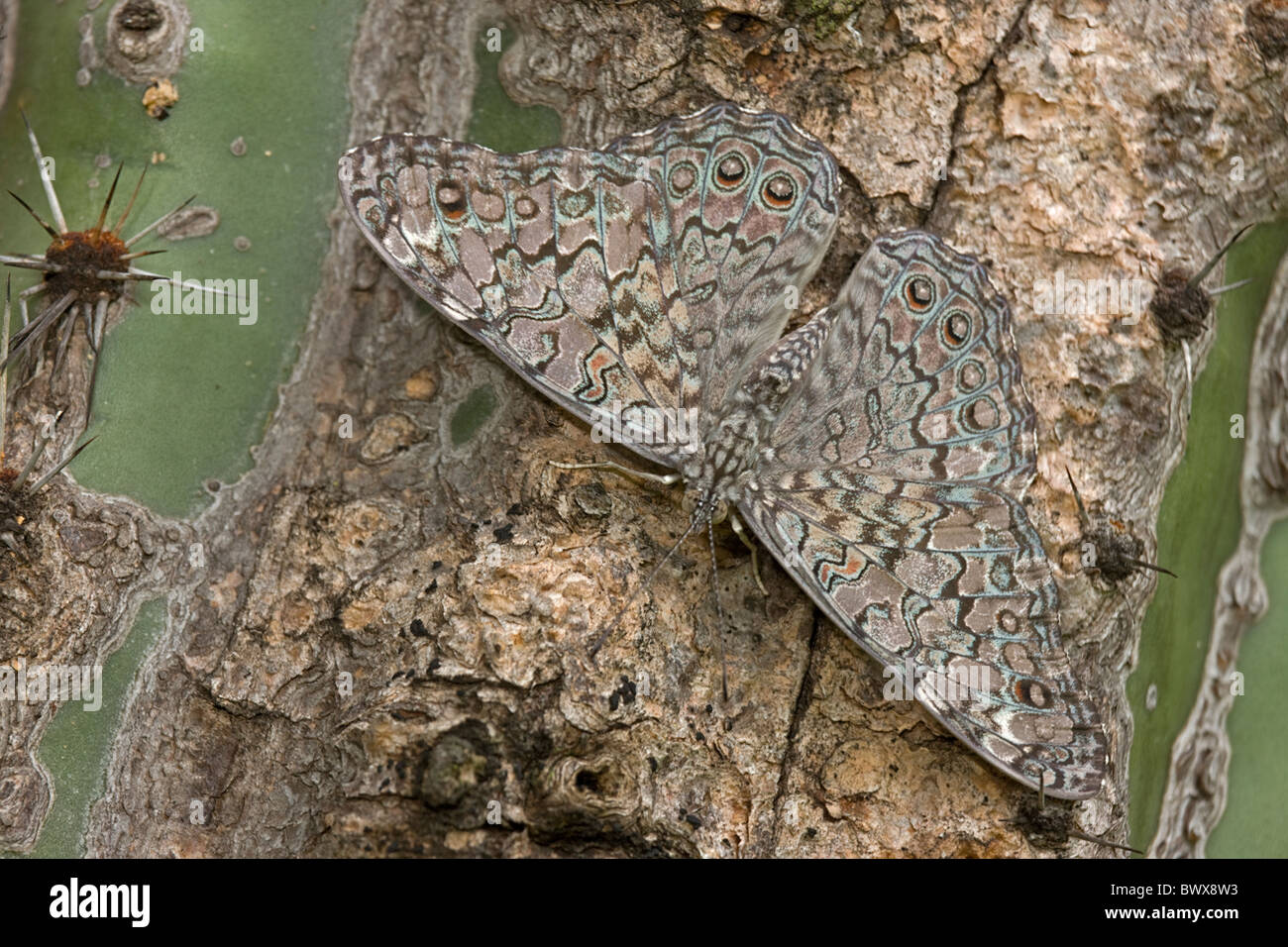 Cracker Butterfly (Hamadryas februa) on Hecho Cactus (Pachycereus ...