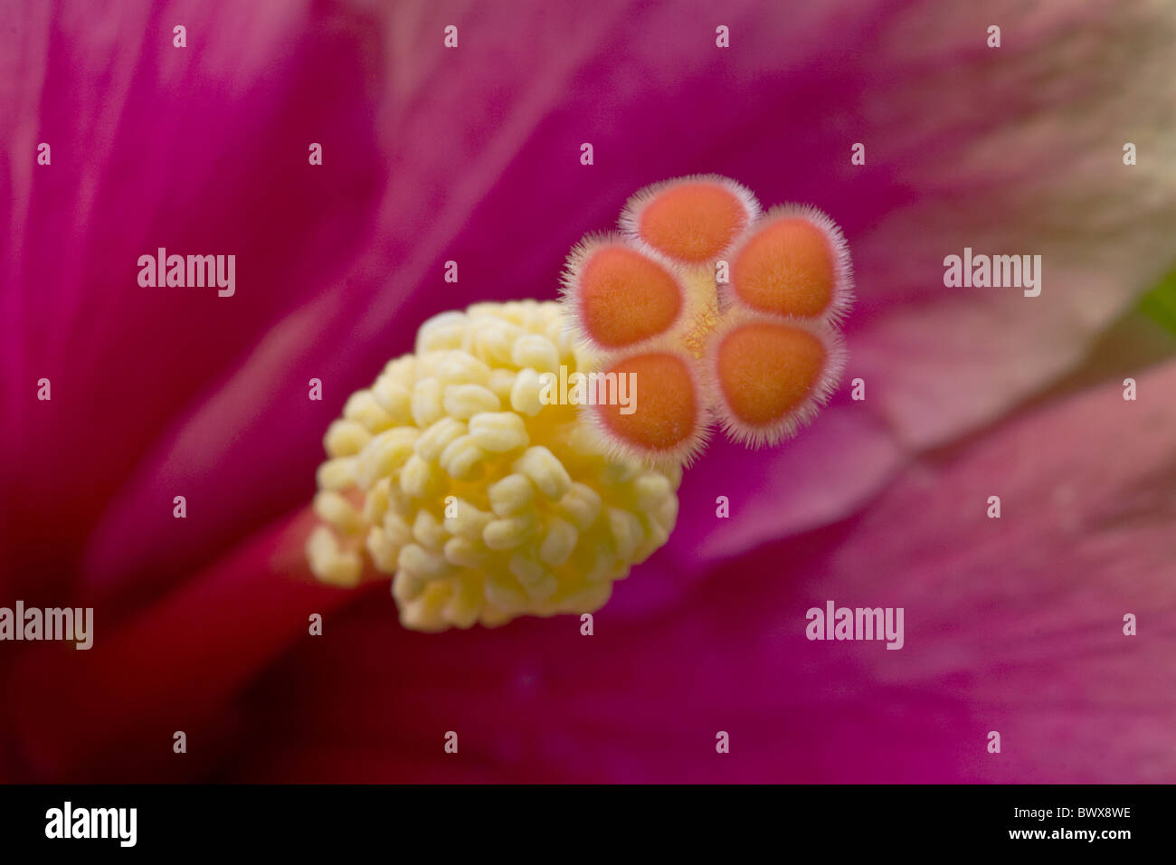 Pink hibiscus flower stamens hi-res stock photography and images - Alamy