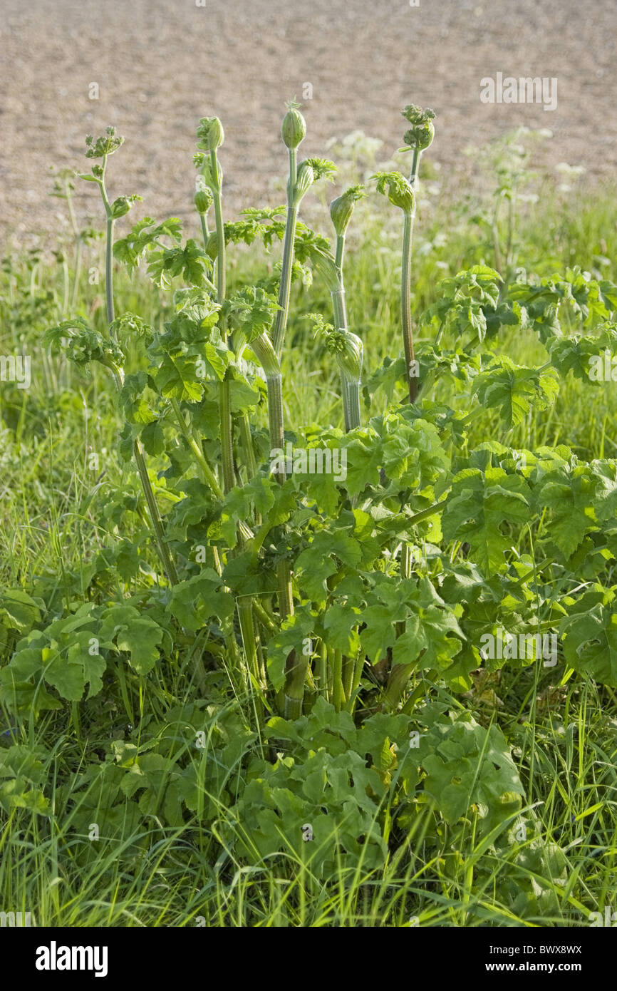 Cow parsnips hi-res stock photography and images - Alamy