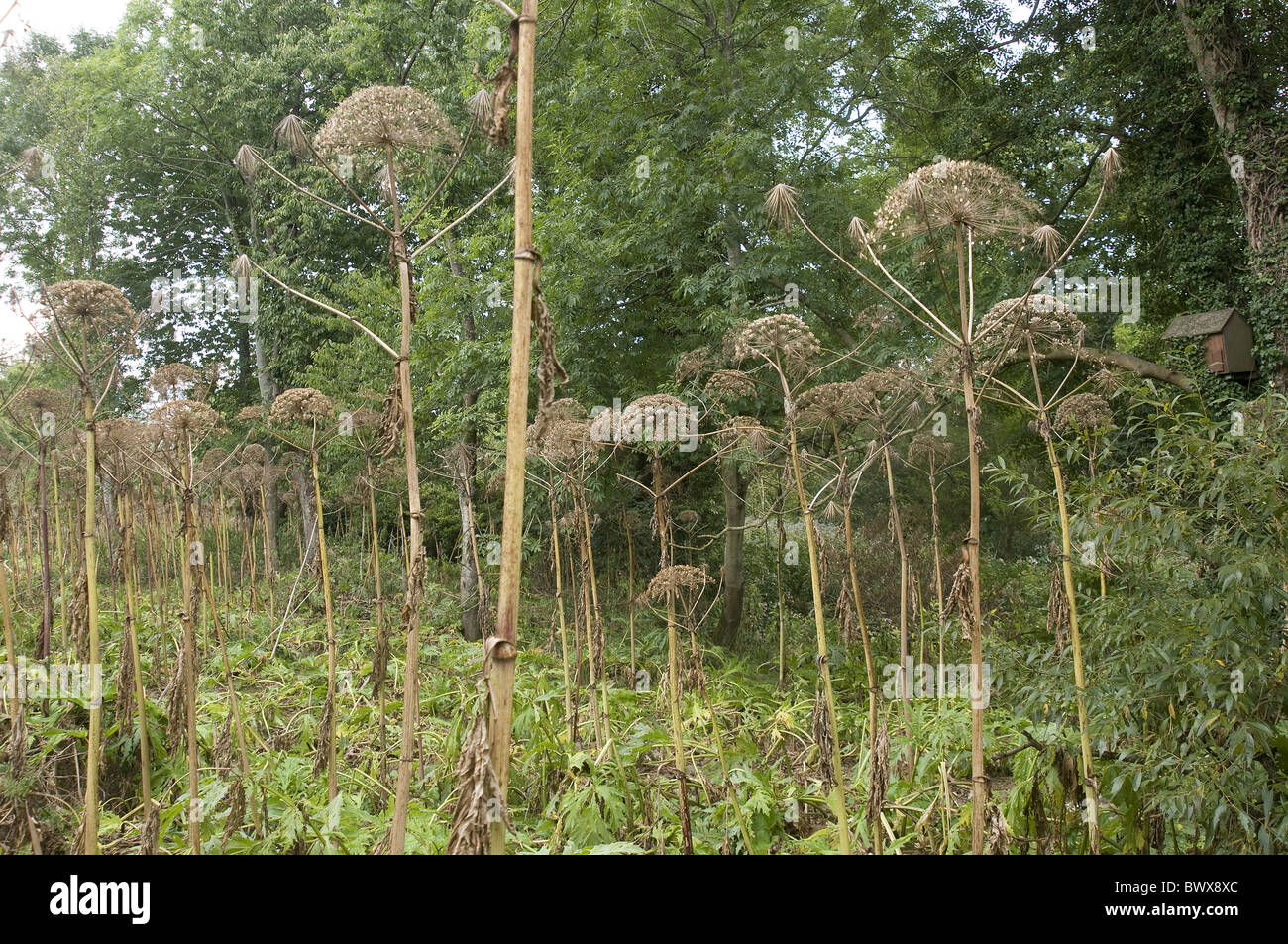 Hogweed Invasive Species