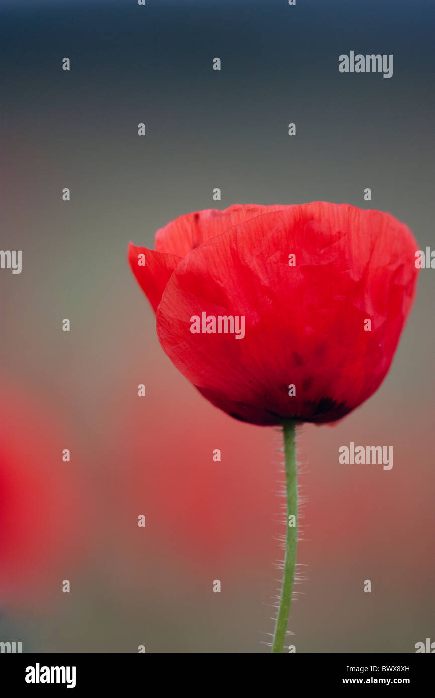Lone red poppy hi-res stock photography and images - Alamy