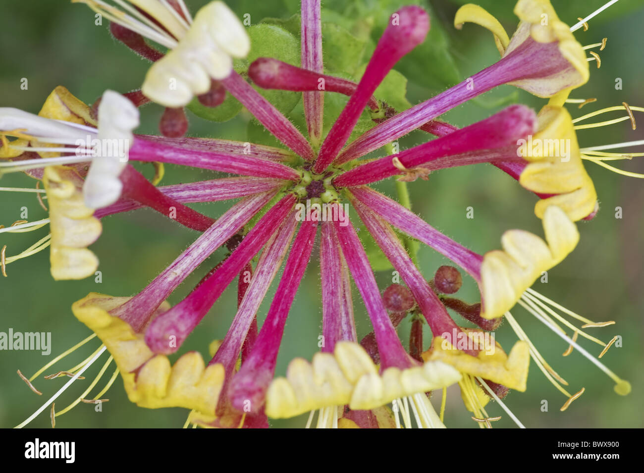 close up yellow climbers climbing plants wild woodbine woods scent ...