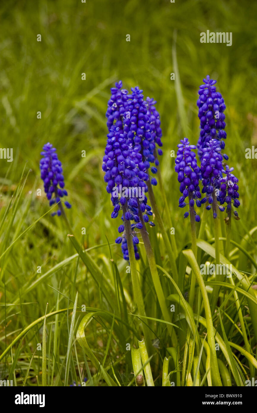 britain british bloom blooms blue britain british england english ...
