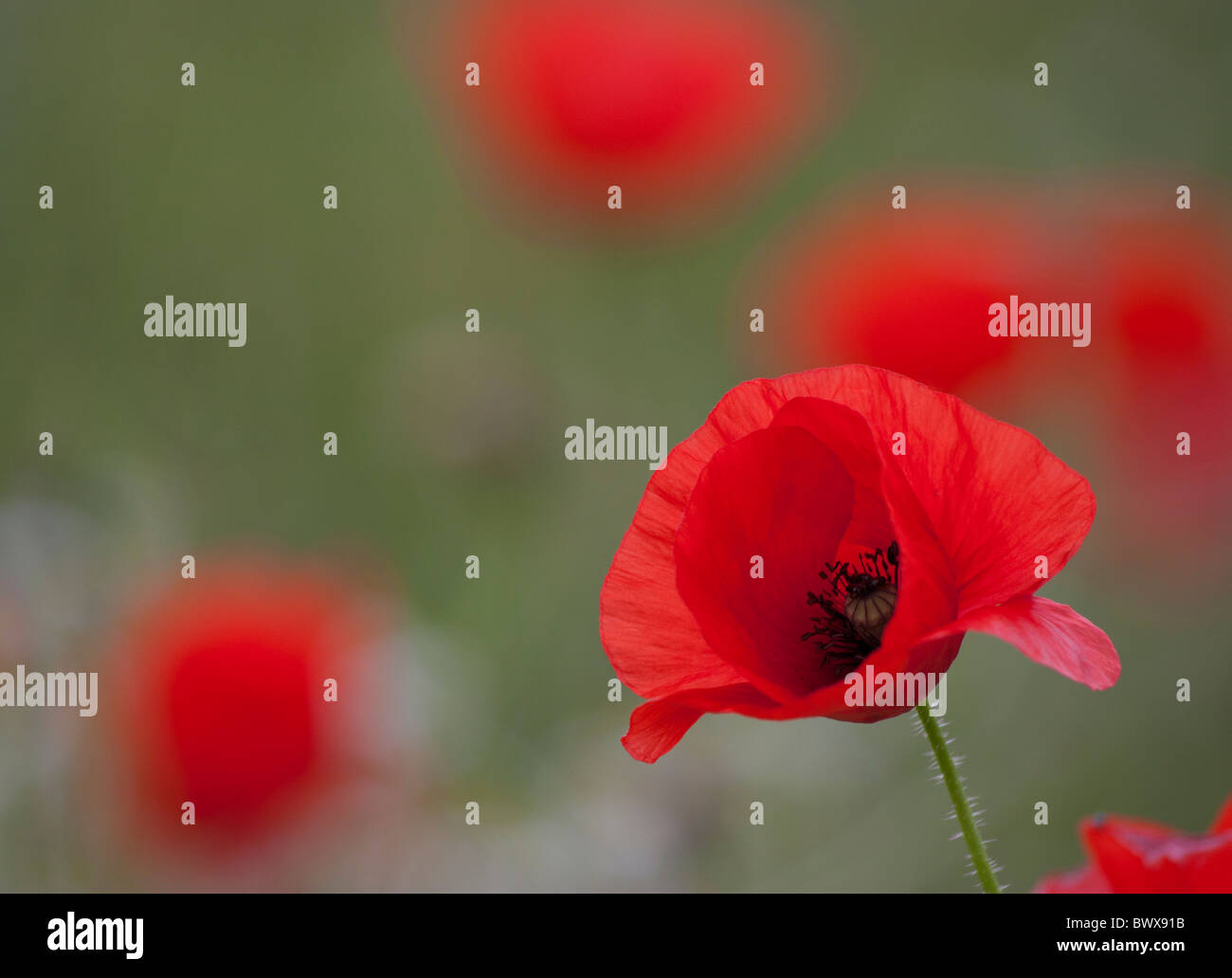 Poppy crop hi-res stock photography and images - Alamy