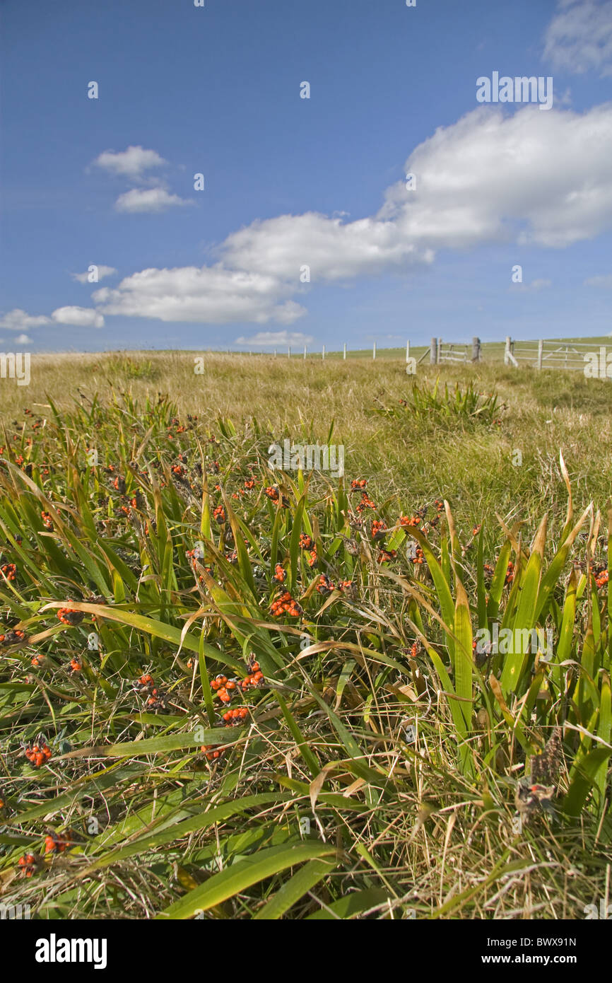 roast beef plant Foetidissima beef fruit fruits deeds deed seeding seed ...