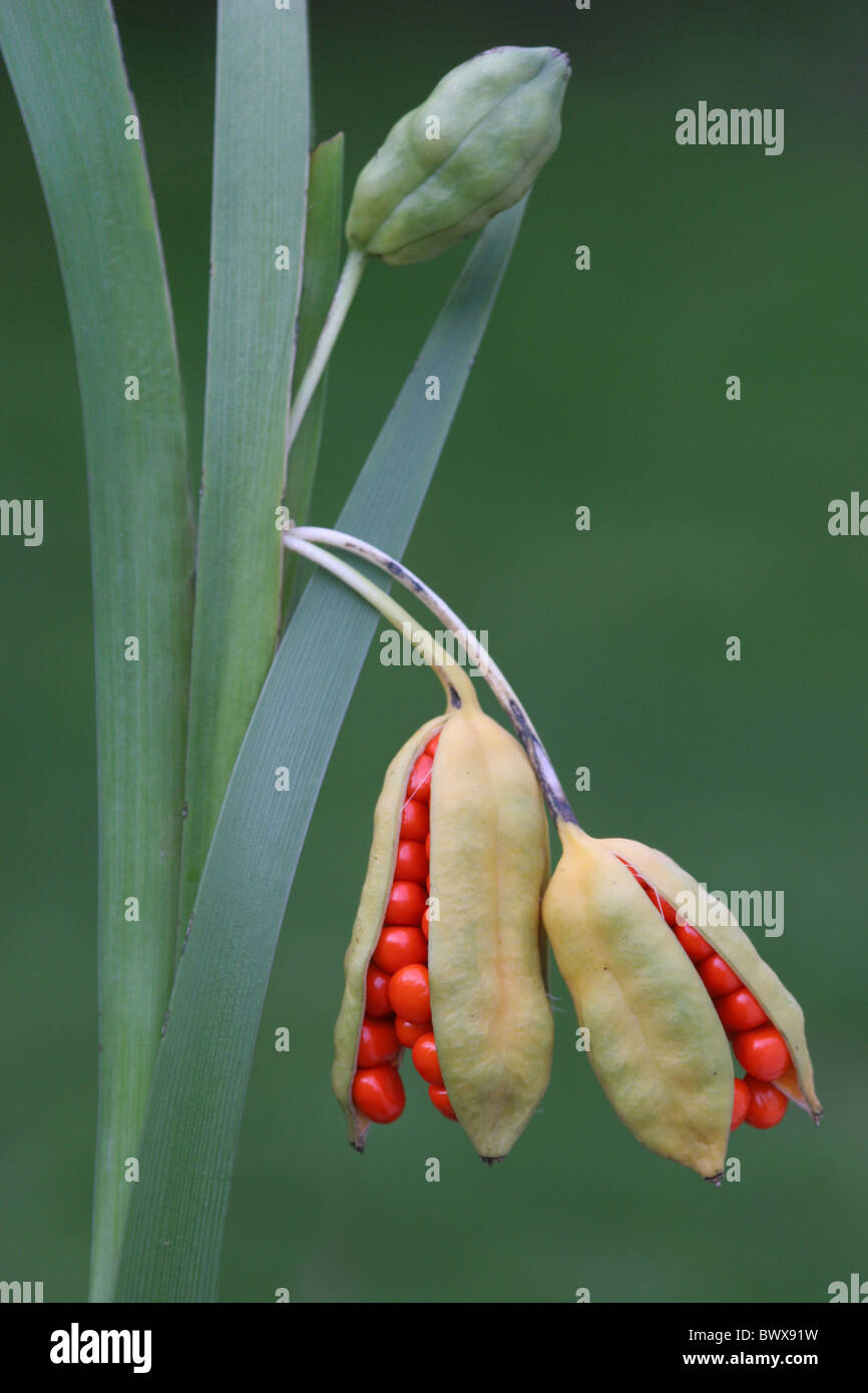 Stinking Iris Iris foetidissima close-up opening Stock Photo - Alamy