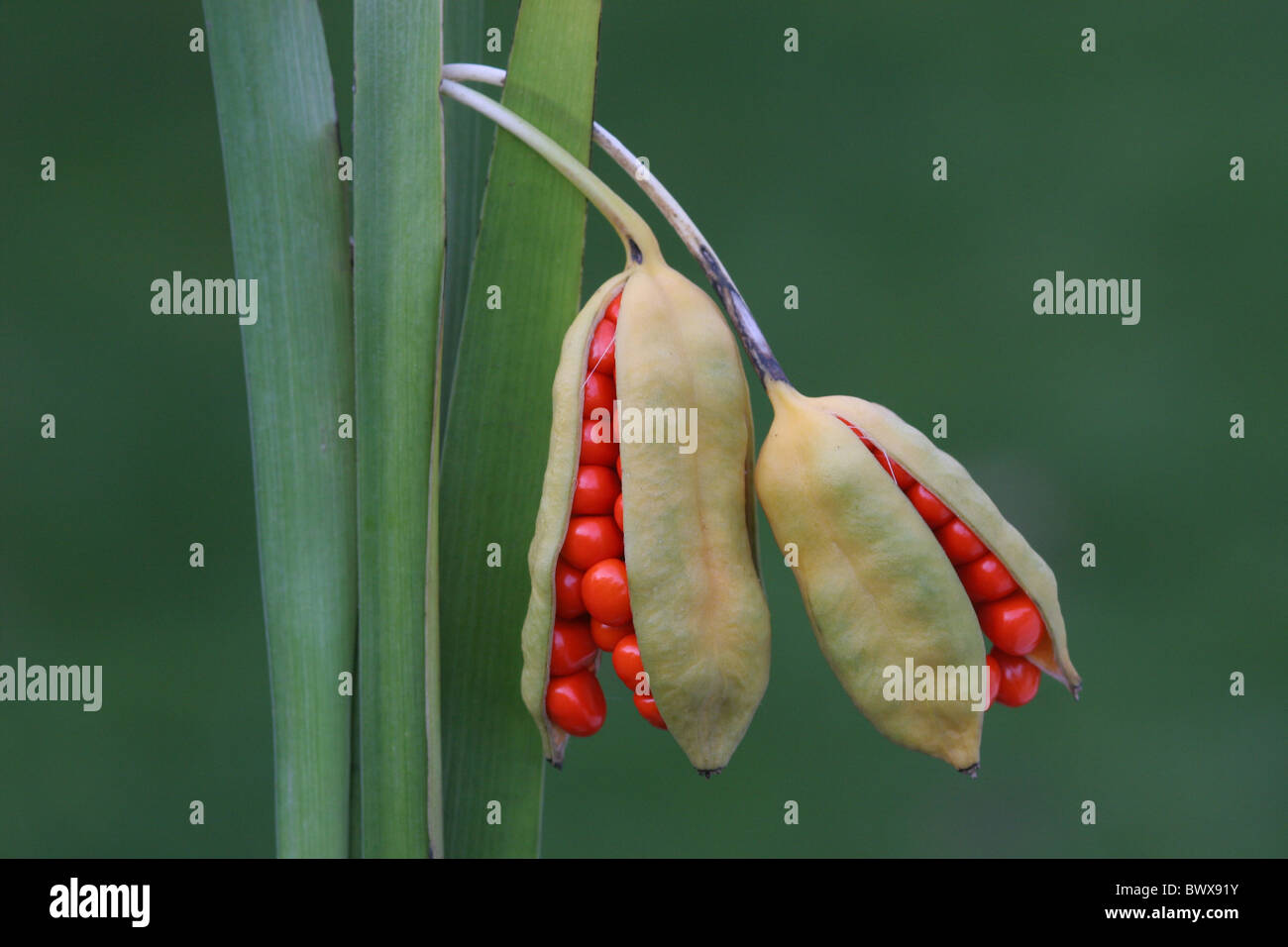 Stinking Iris Iris foetidissima close-up opening Stock Photo - Alamy