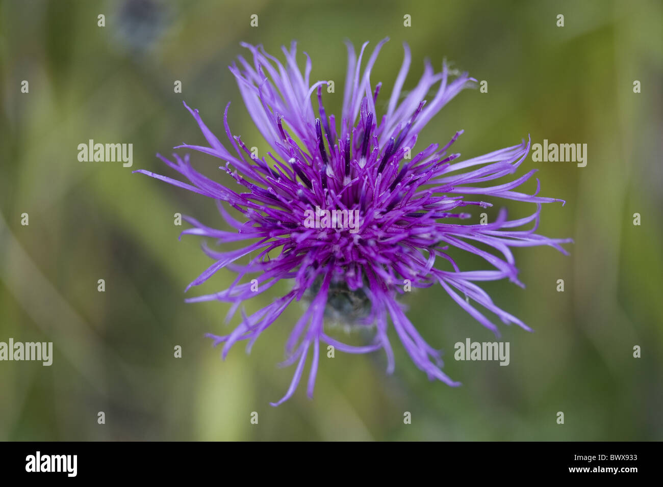 asteraceae asterales britain british centaurea compositae england ...