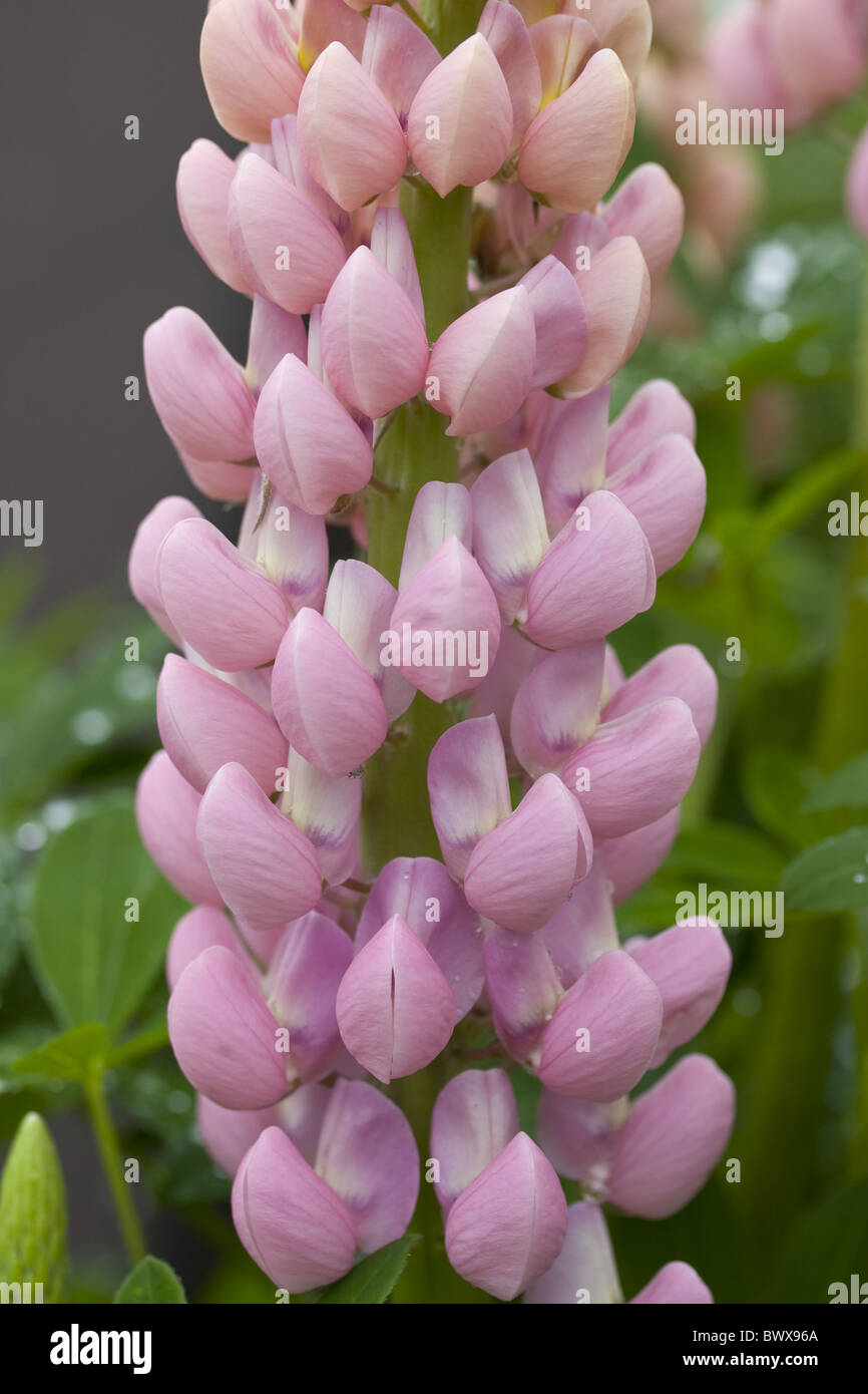 Lupinus polyphyllus Russell Hybrid Hybrids Pink Lupin Lupine Fabaceae ...
