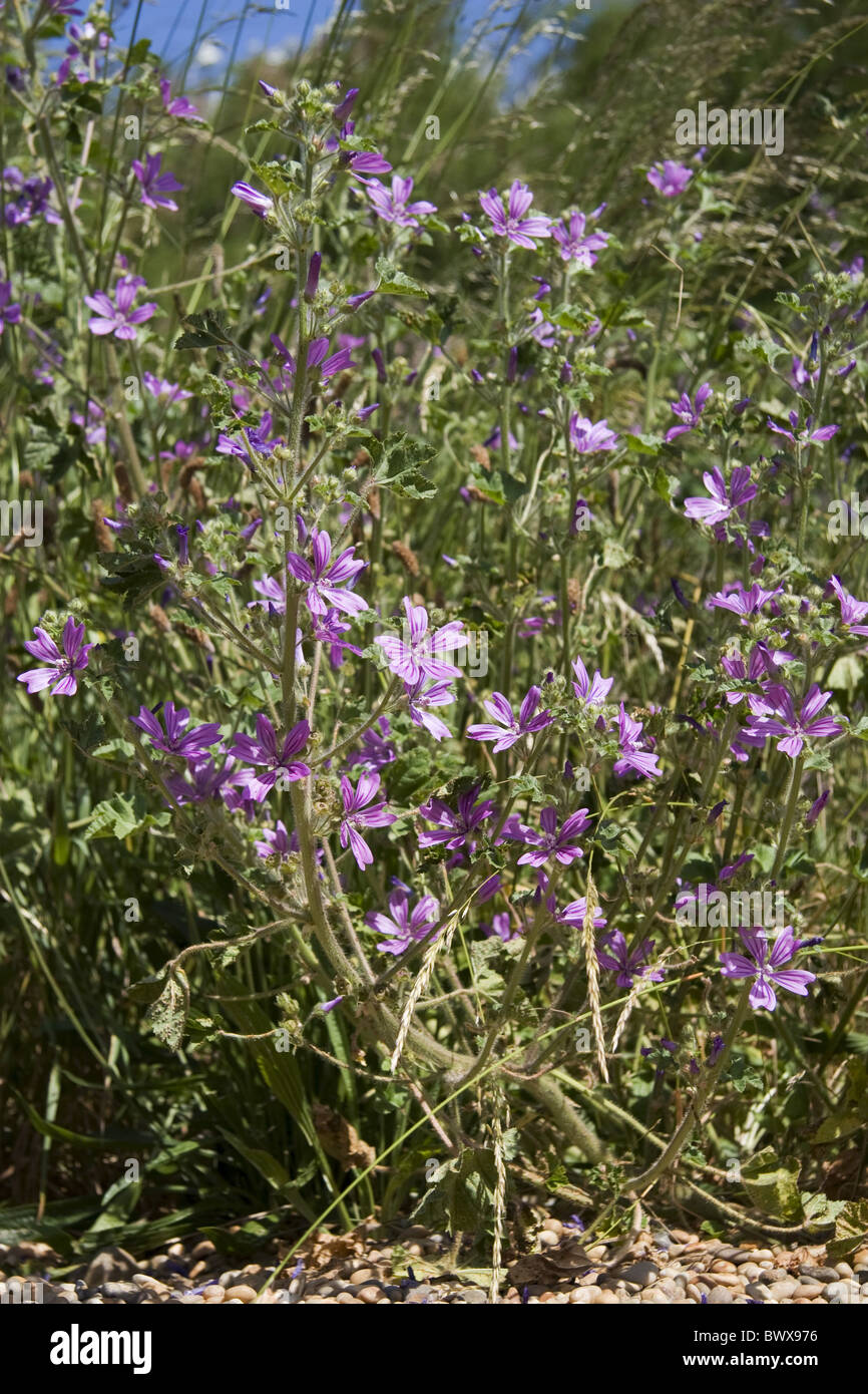 Malvaceae Common Mallow Mallows Malva Sylvestris Annual Annuals ...