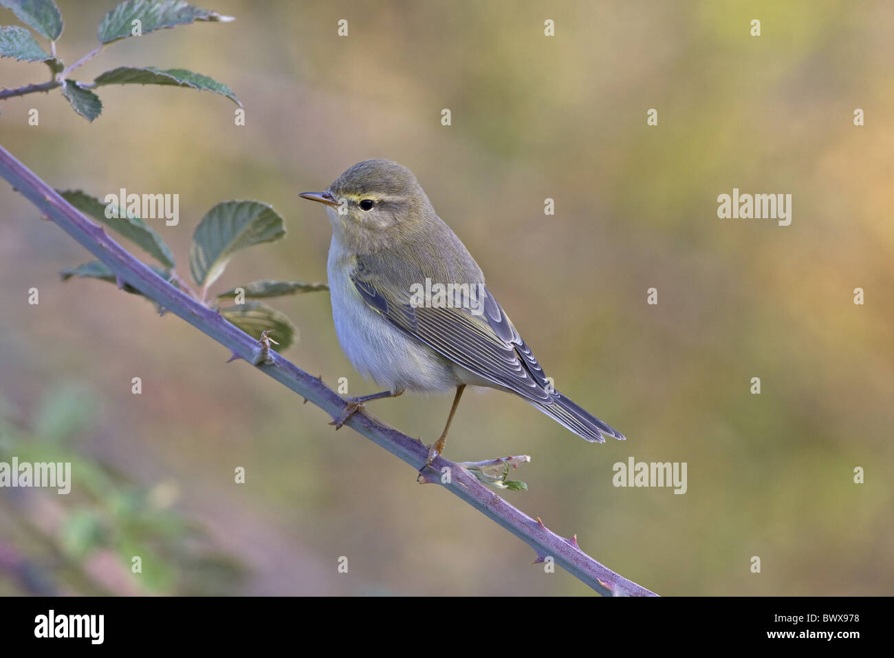 Western Bonelli's Warbler (Phylloscopus bonelli) adult, perched on ...