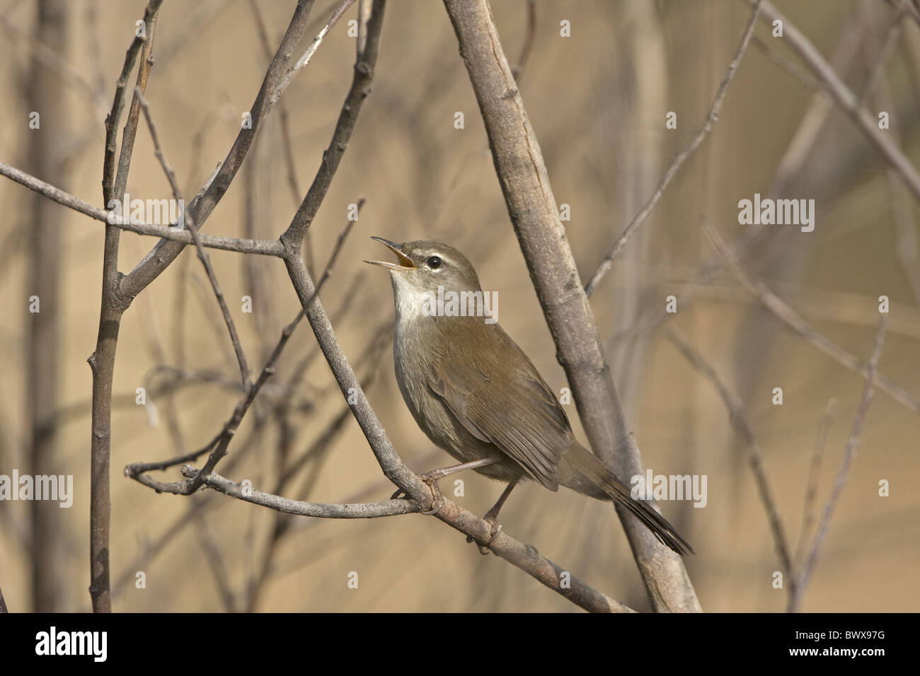 Cetti's warbler singing hi-res stock photography and images - Alamy