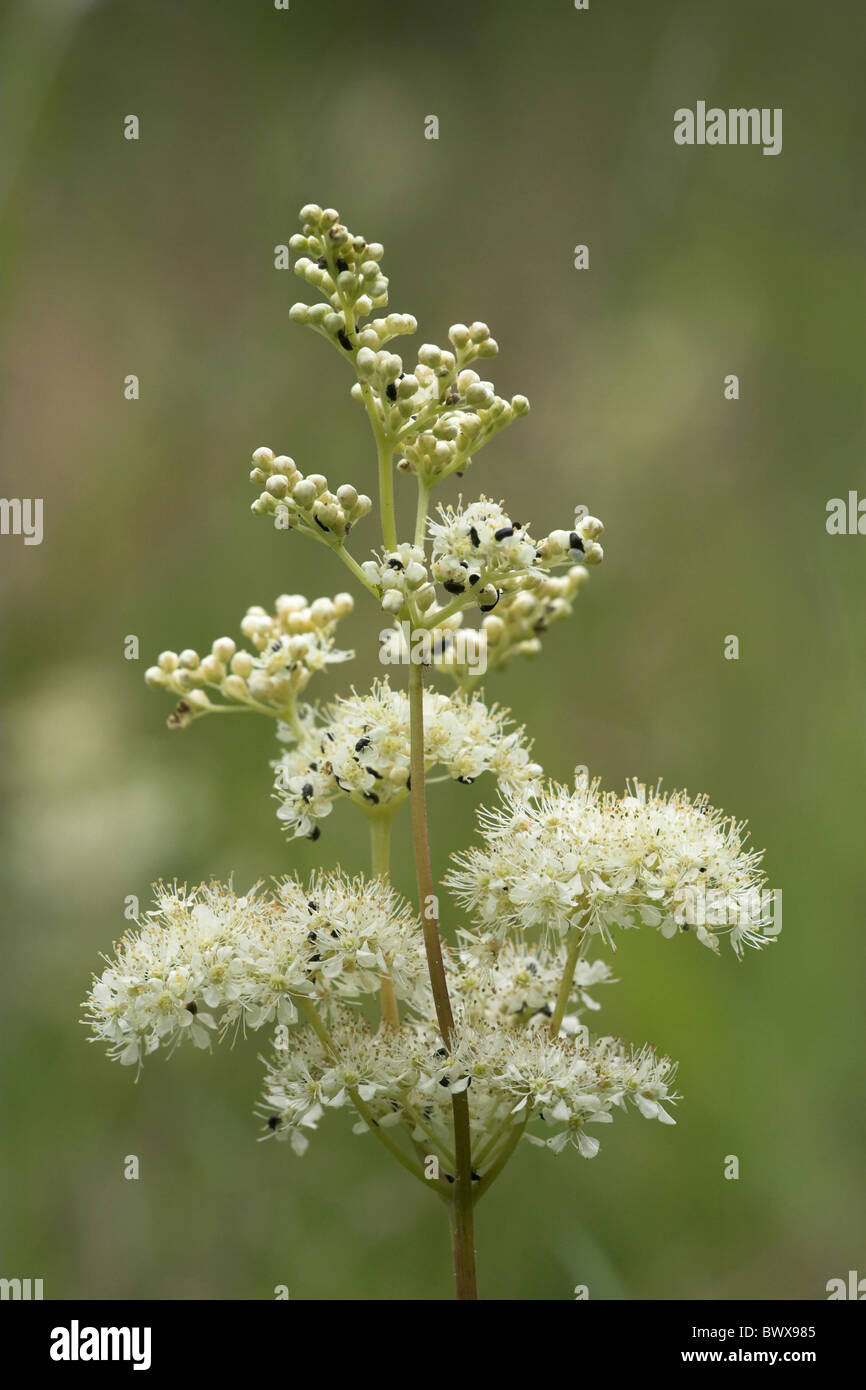flower flowers plant plants "meadow sweet" meadowsweet meadowsweets ...