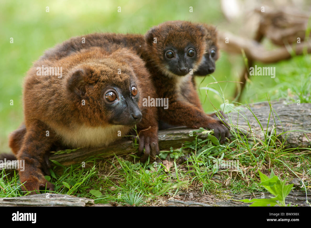 Cute Red-bellied Lemur with baby (Eulemur rubriventer Stock Photo - Alamy