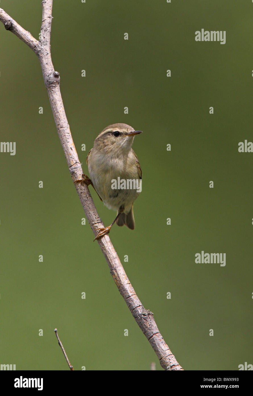 Greenish Warbler (Phylloscopus trochiloides viridanus) adult, perched ...