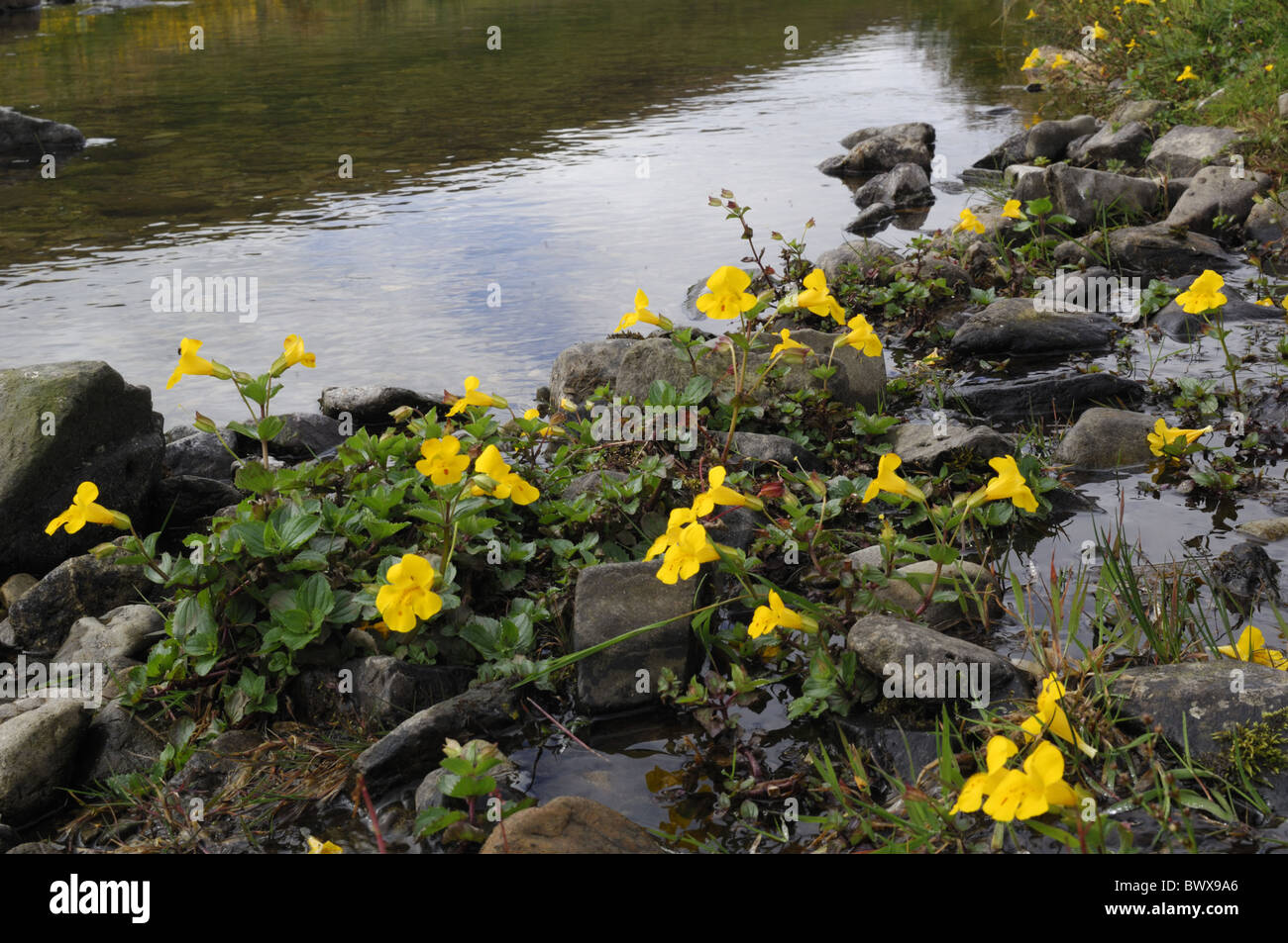 Yellow monkeyflower mimulus guttatus hi-res stock photography and ...