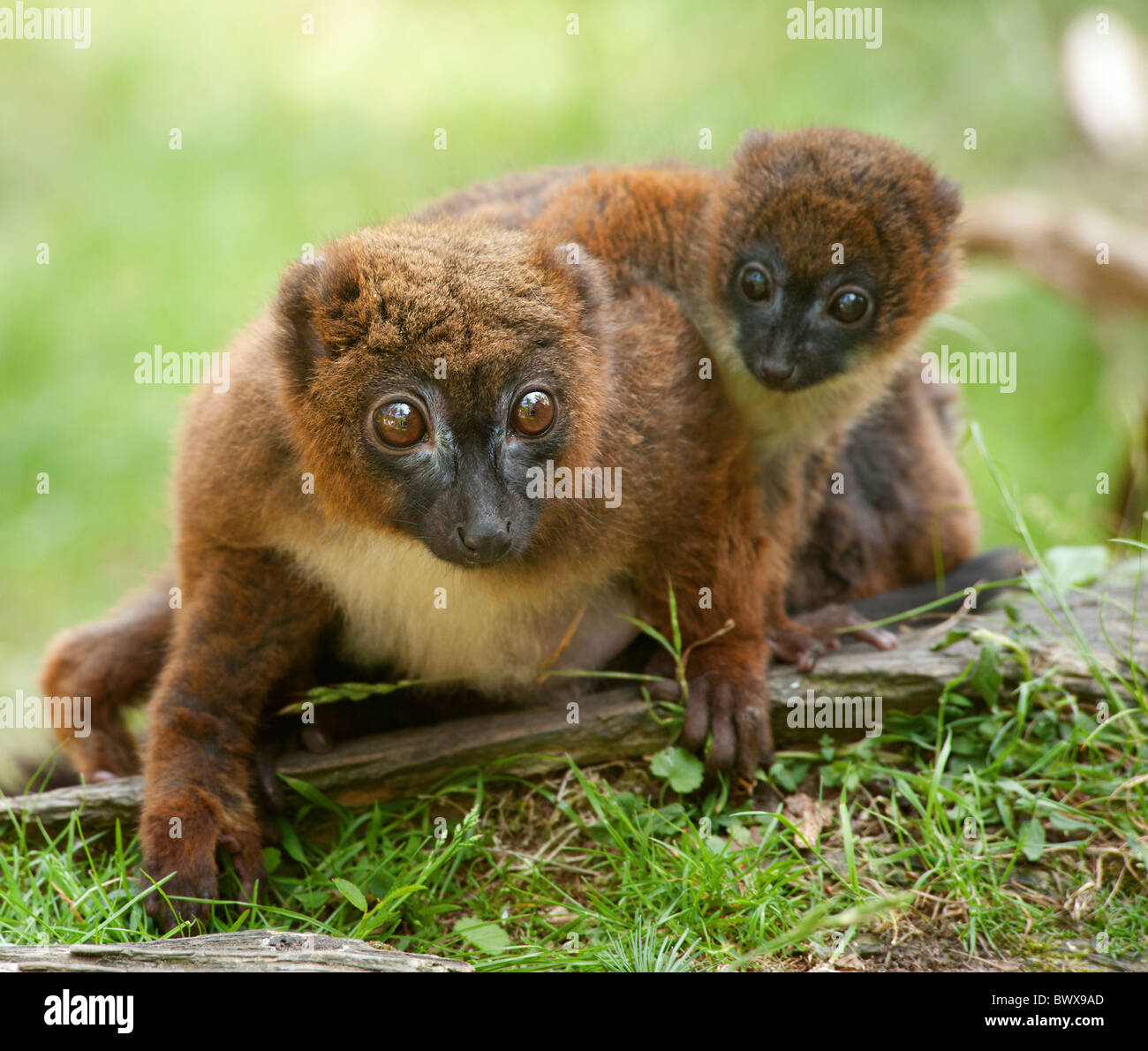 Cute Red-bellied Lemur with baby (Eulemur rubriventer Stock Photo - Alamy
