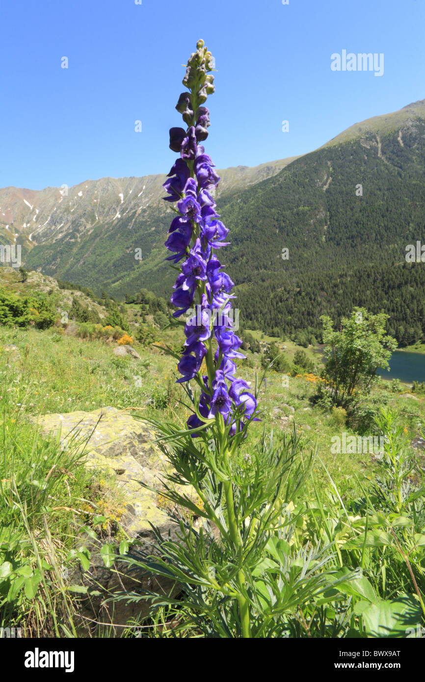 France French Pyrenees natural wild wildlife environment environmental ...