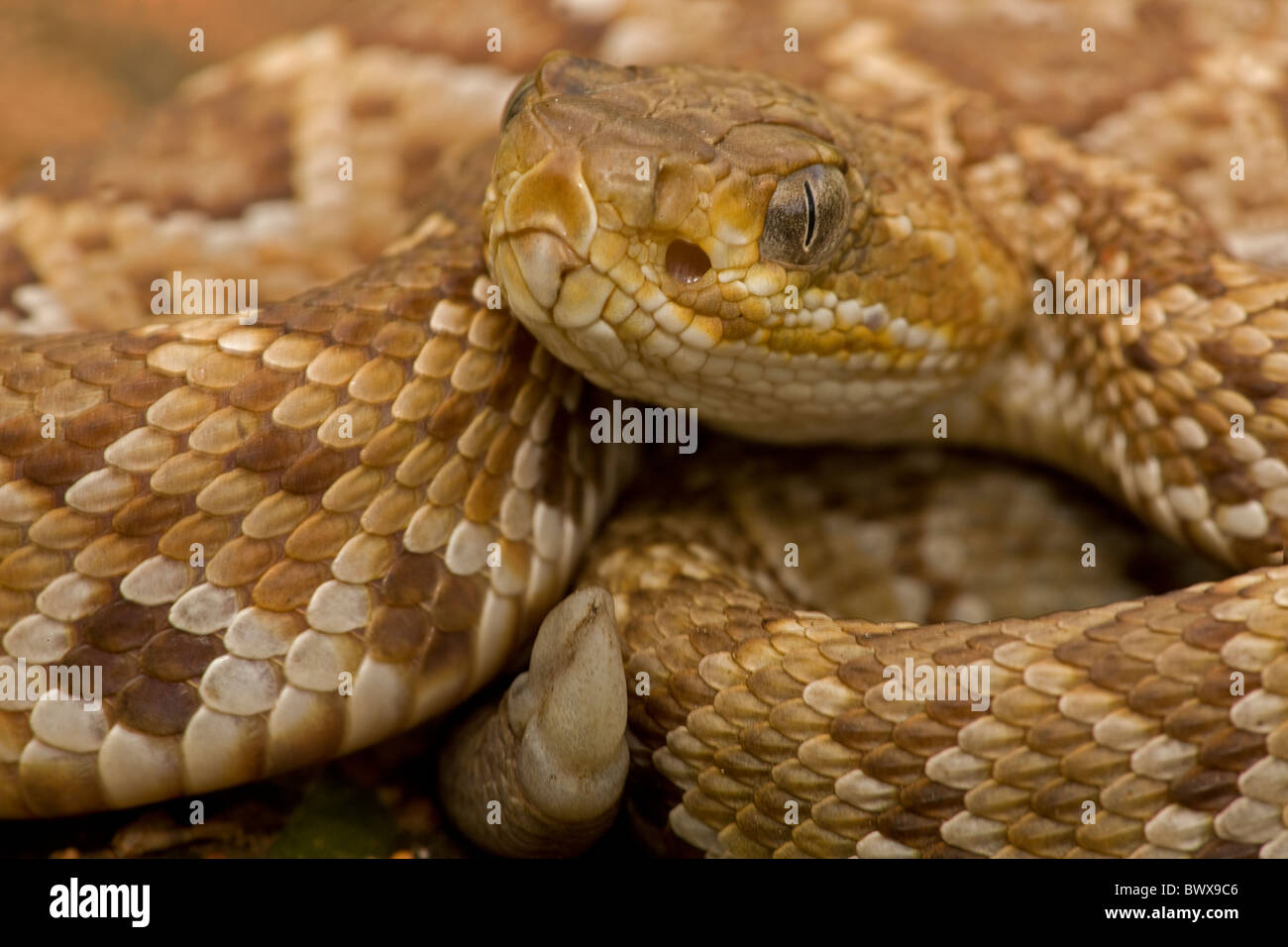 Baby rattlesnake hi-res stock photography and images - Alamy
