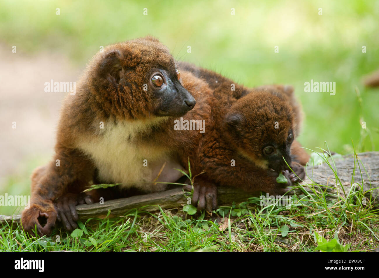 Cute Red-bellied Lemur with baby (Eulemur rubriventer Stock Photo - Alamy