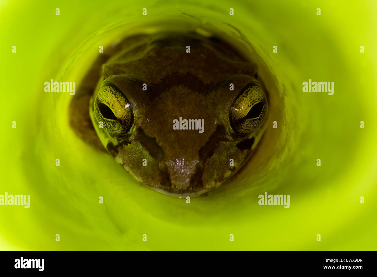 Bromeliad frog mexico hi-res stock photography and images - Alamy