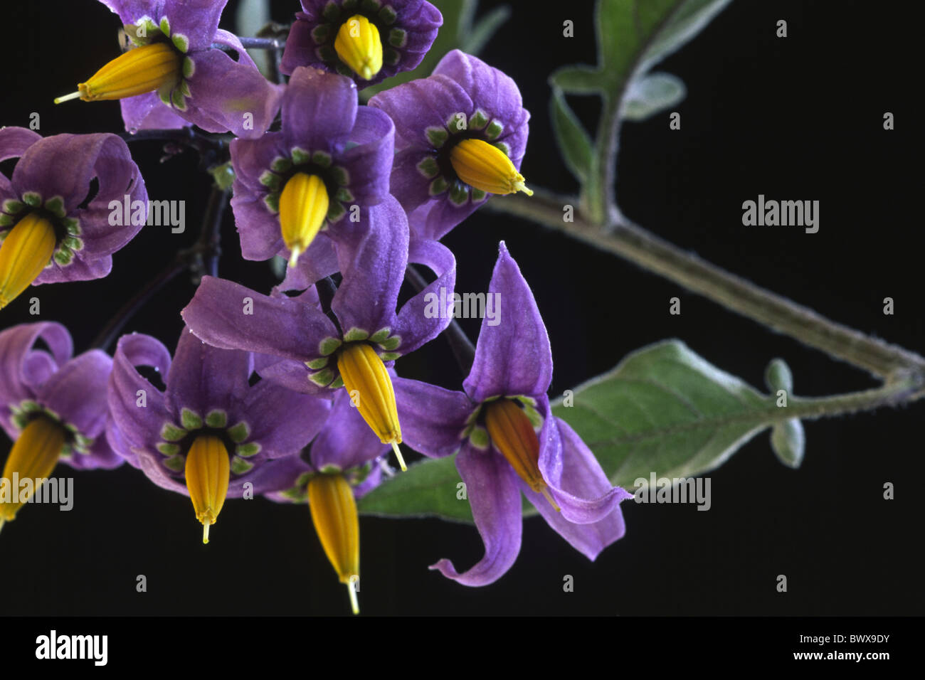 Solanum dulcamara woody nightshade bittersweet nature natural wild ...