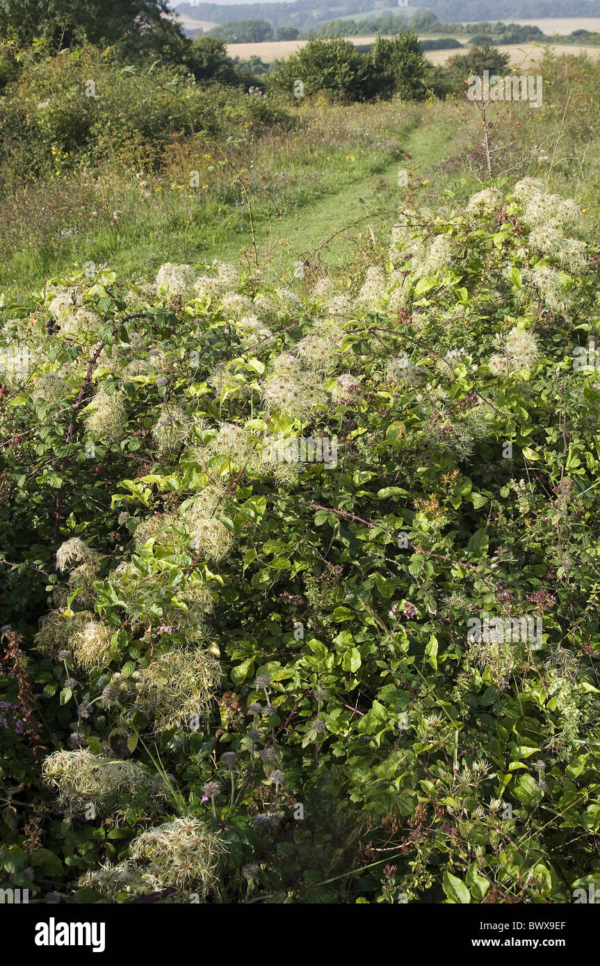 shrub shrubs plant plants europe european "old man's beard" "travellers ...