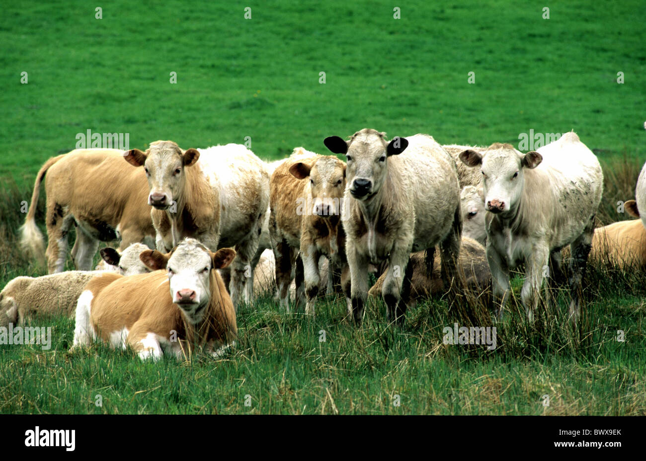Britain cattle hi-res stock photography and images - Alamy